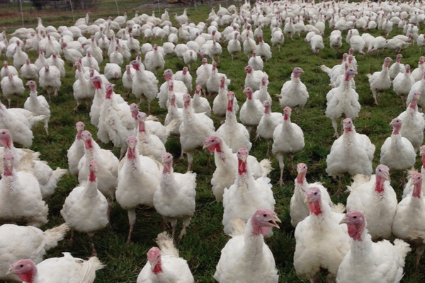 Oink & Gobble Farm - Local Roots NYC